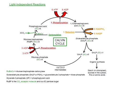 Steps Of Calvin Cycle