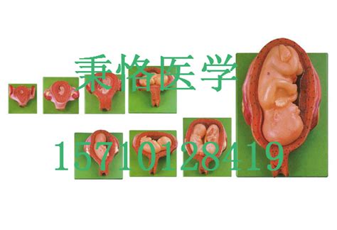 妊娠胚胎发育过程模型8部件 妇产胎儿模型 上海秉恪科教设备有限公司