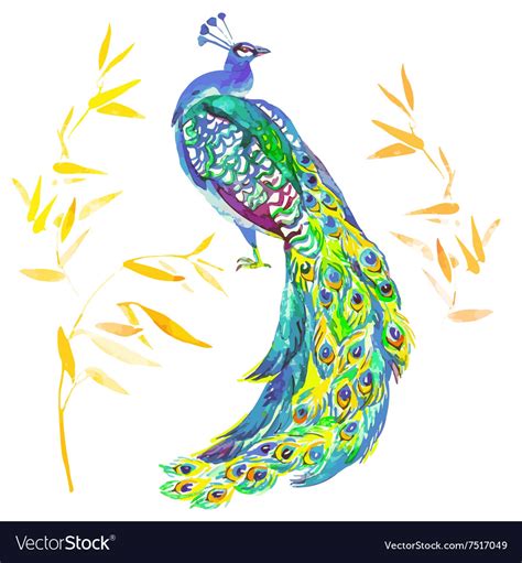 Beautiful Peacock Isolated On White Background Vector Image