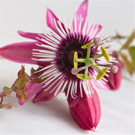 Pink Purple Passion Flower Plants For Sale Passiflora Victoria Easy To Grow Bulbs
