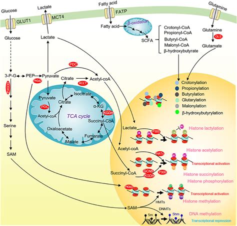 Frontiers Interplay Between Glucose Metabolism And Chromatin