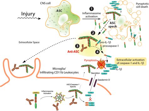Schematic Of Inflammasome Activation And Pyroptosis Of Microglia After Download Scientific