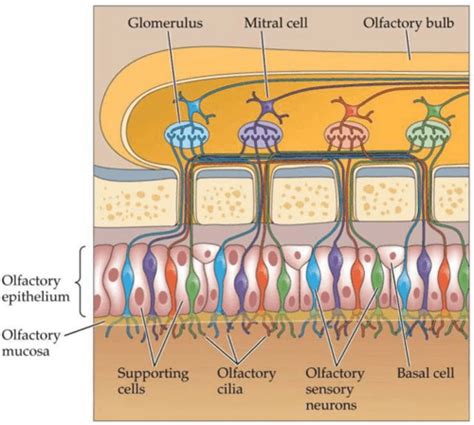 Figure 3 From Canine Olfaction An Overview Of The Anatomy