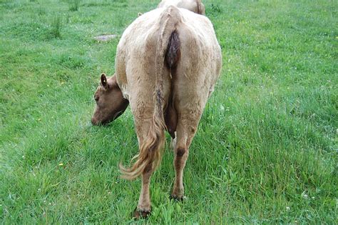 Living The Good Life Mushie Tushies Pinging Udders And A New Life