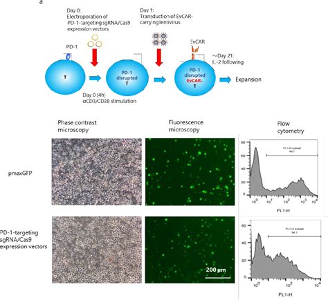 Figure 2 From Effect Of CRISPR Cas9 Mediated PD 1 Disrupted Primary