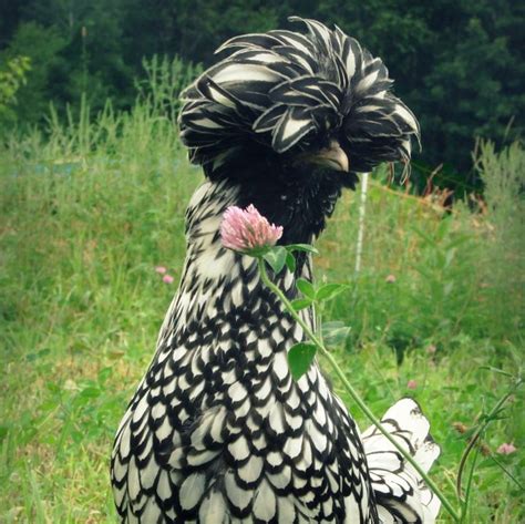 Crested Polish Chickens Male Vs Female Colors And Care Polish Chicken Polish Chickens