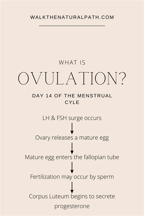 Are You Curious About What Is Happening To Your Body During Ovulation