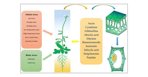 Roles Of Phytohormones And Their Signaling Pathways In Leaf Development