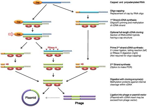 cdna cloning principle and steps involved in cdna cloning online biology notes