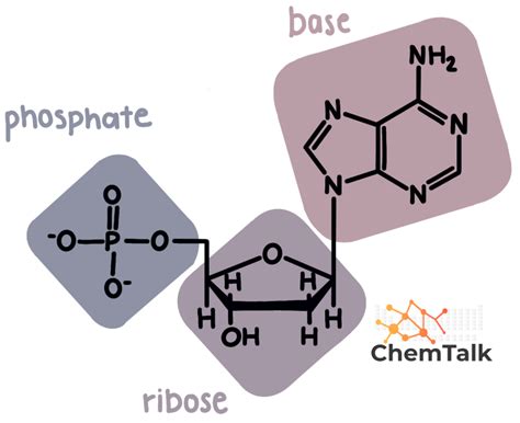 Basic Nucleic Acid Chemical Structure