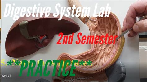 The Digestive System Practice Video For A P Lab 2nd Semester Anatomy