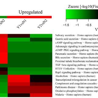 Heatmaps Obtained From KEGG Enrichment Based Cluster Analysis Which
