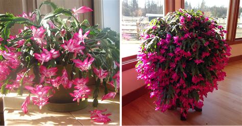 Flor De Mayo Conoce Unos Consejos Para Cuidar Esta Bonita Planta