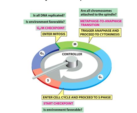 CH CELL CYCLE Flashcards Quizlet