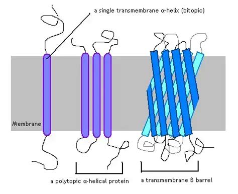 Integral Protein Definition Types Structure Functions Examples