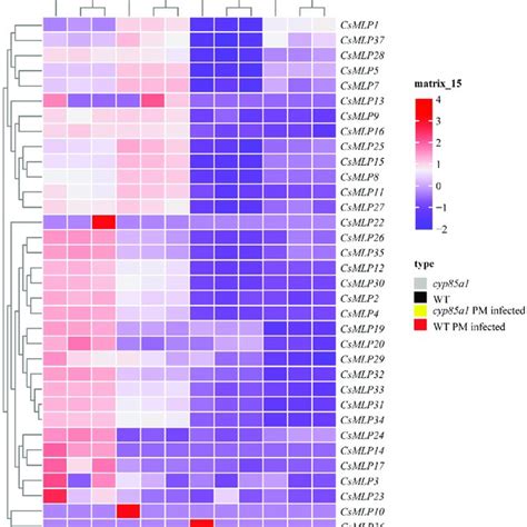 Heat Map Diagrams Of 37 CsMLP Genes Expression Heatmap Colors