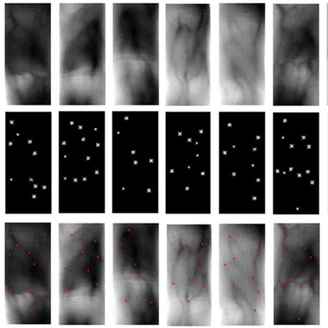 pdf an optimization algorithm to improve the accuracy of finger vein recognition