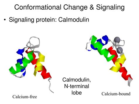 PPT Conformational Change In Proteins PowerPoint Presentation Free