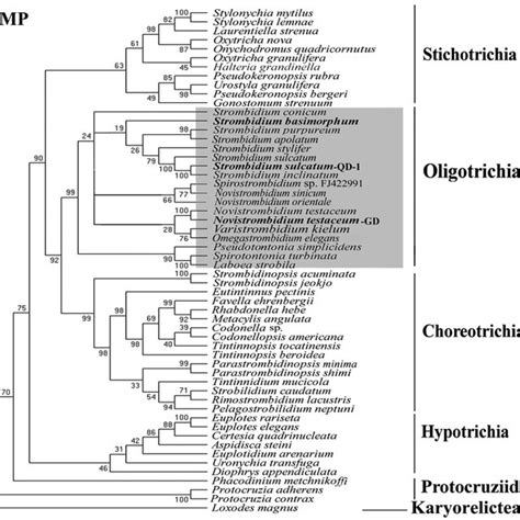 maximum parsimony phylogeny of the ss rrna gene sequences indicating download scientific