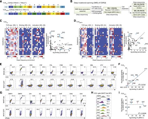 high throughput t cell receptor engineering by functional screening identifies candidates with