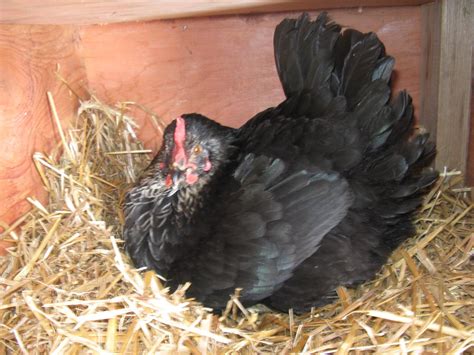 Black Sex Linkgood Breed Or Not Backyard Chickens Learn How To Raise Chickens