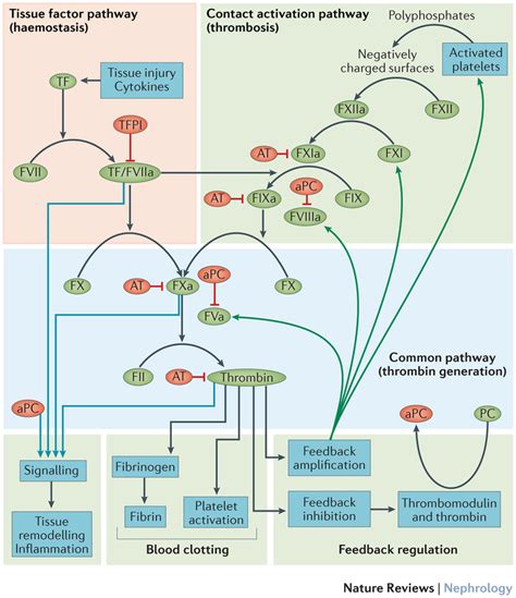 Pathway Activation