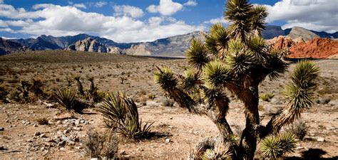 10 Precauções No Deserto Em Las Vegas 2024 Dicas De Las Vegas