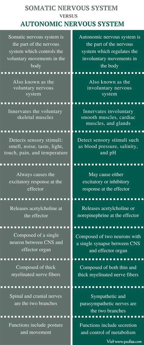Difference Between Somatic And Autonomic Nervous System Types