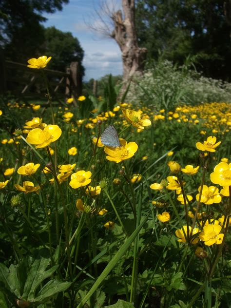 What Ho Hidcote Ranunculus Repens