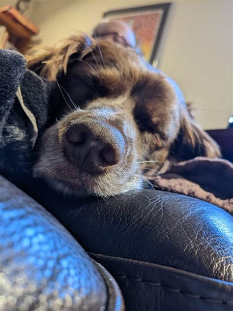 Dr Steven R Shaw On Twitter Awww Sunday Cuddle Pal