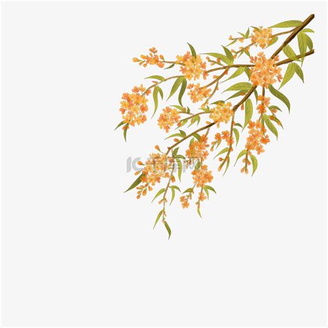 古风手绘桂花素材图片免费下载 千库网