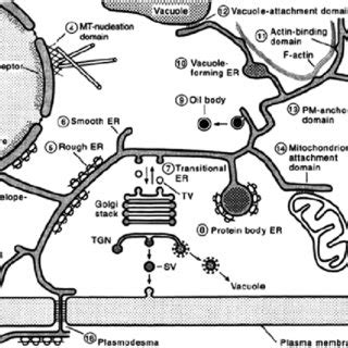 6 A Diagrammatic Representation Of The Endomembrane System Depicting