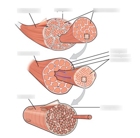 Muscle Cell S 1 Diagram Quizlet