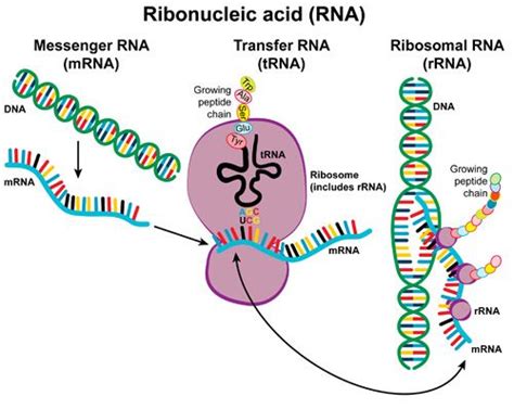 The Role Of MRNA TRNA And RRNA In Translation Biology101 Study Guide