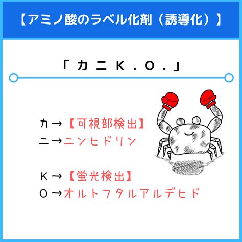 アミノ酸のラベル化剤 誘導化 のゴロ覚え方薬学ゴロ 薬学部はゴロでイチコロ