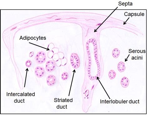 Parotid Gland Gastrointestinal System Parotid Gland Histology Slides