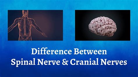 Difference Between Spinal Nerve And Cranial Nerves Cranial Vs Spinal