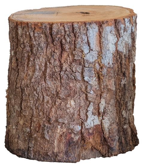 Isolated Wooden Log Tree Trunk Transparent Background 9902346 PNG