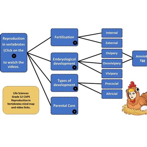 Reproduction In Vertebrates Mind Map And Video Links Teacha