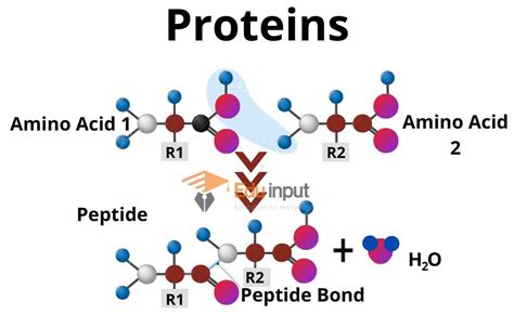 What Are Proteins Brief Description Of Amino Acids And Peptide Bond