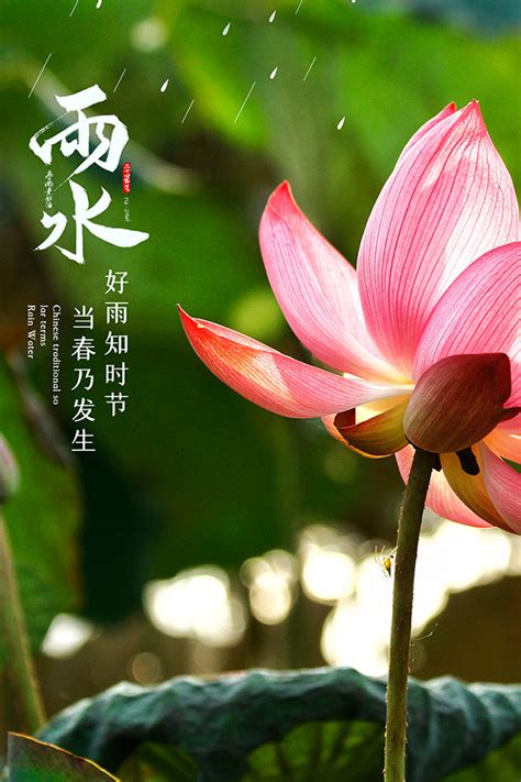 荷花雨水节气海报 素材CNN