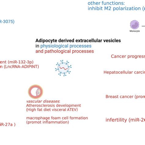 Overview Of Adipose Derived Extracellular Vesicles In Health And