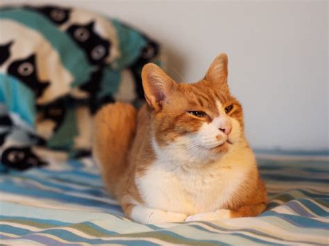 家猫として安定してきた元野良猫はち 唯一残った困りごとはかみ癖だった 犬猫との幸せな暮らしのためのペット情報サイトsippo
