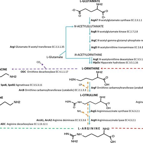 Pathways And Key Intermediates Of Arginine Metabolism In S Meliloti