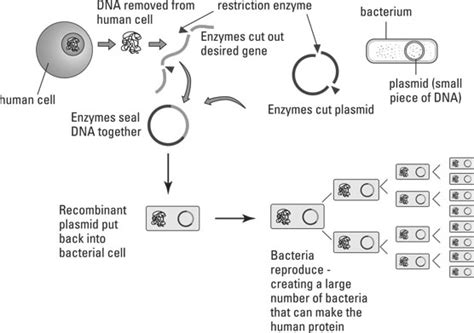 Using Recombinant DNA To Solve Problems Dummies
