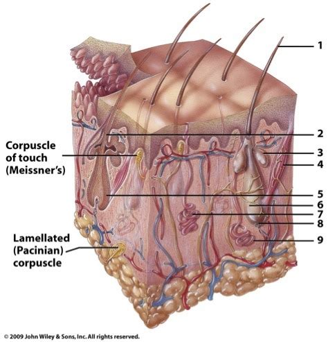 Anatomy Integumentary System Flashcards Quizlet