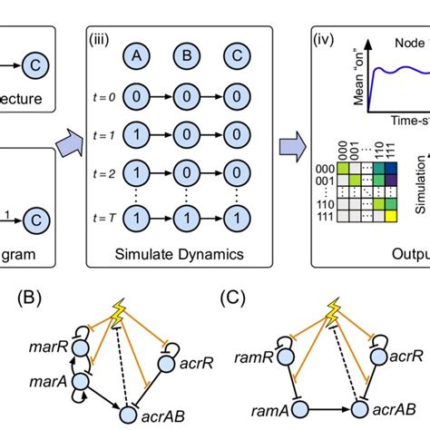 boolean network modelling of gene regulatory network architectures download scientific diagram