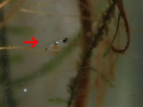 Do Tetras Lay Eggs Facts About Tetra Reproduction