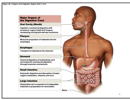 Biology Lecture Digestive System Flashcards Quizlet