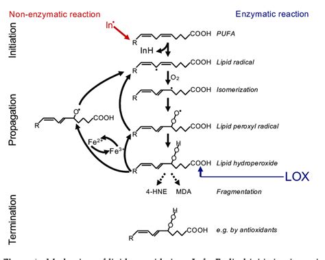 Mechanism Of Lipid Peroxidation Left Radical Initiation Is Carried